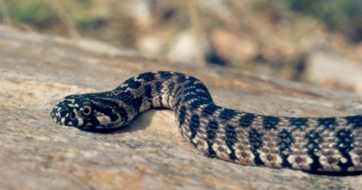 Mallorca Animal Welfare: Horseshoe Snakes