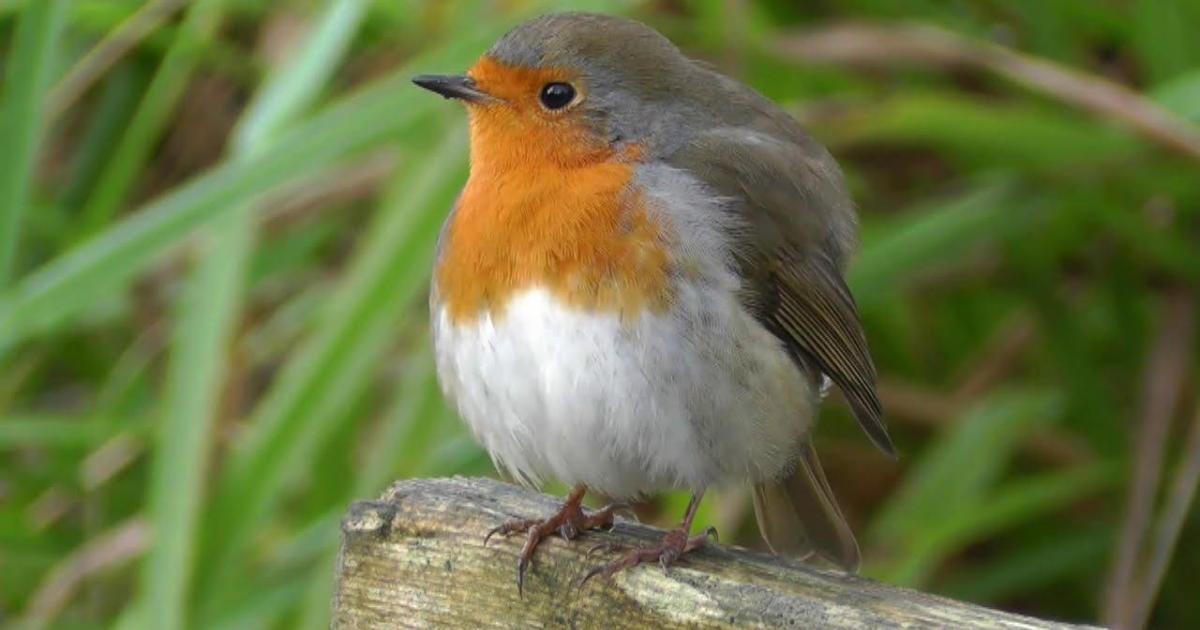 Wild Majorca: Red Blushes all over the island