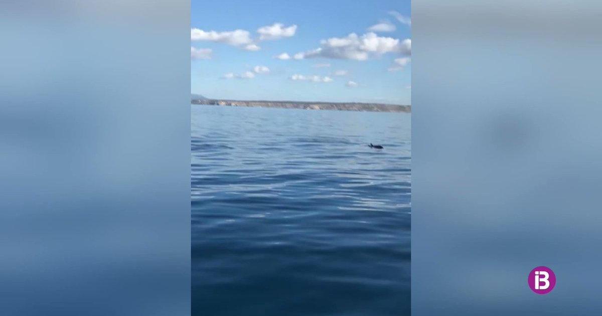 A group of dolphins and their calf are captured swimming in Majorca